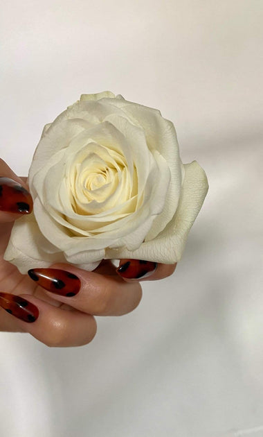 TOTALLY TORTOISE – Marfia Beauty